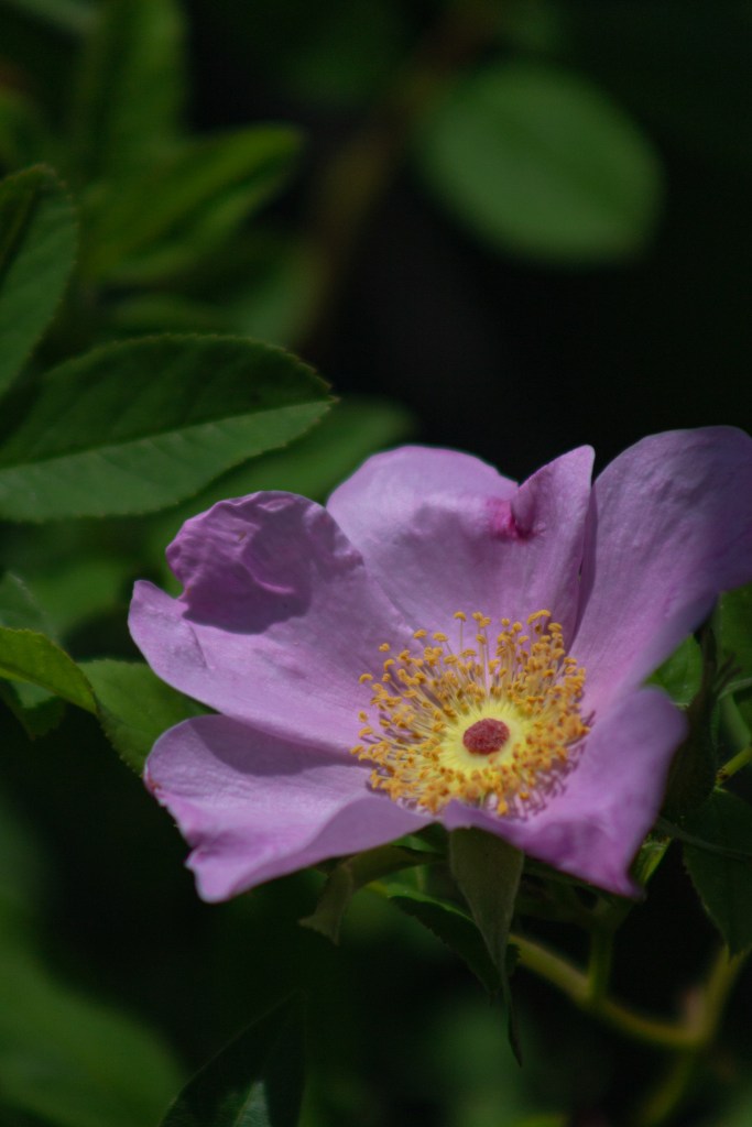 Rosa palustris (Swamp Rose) – Exploring Free Green Cascadia